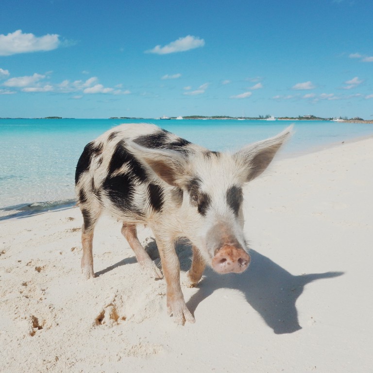 Traveling To The Exumas, Bahamas (& Why It's Our Favorite)